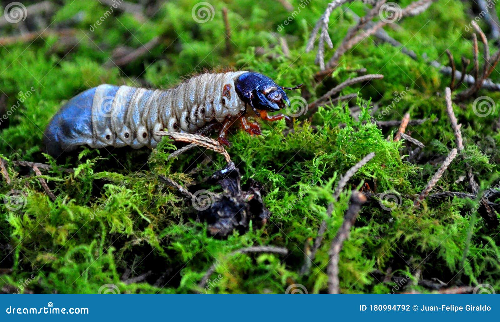 Slimy yet satisfying stock photo. Image of grubs, greenmoss - 180994792