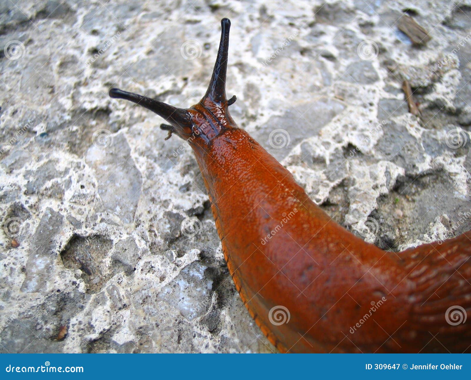 Slimy Slug stock image. Image of slimy, german, patient - 309647