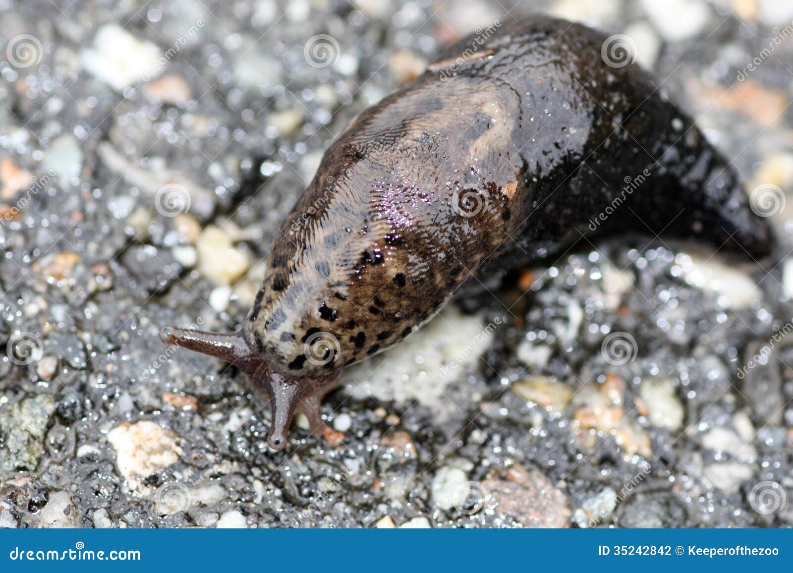 Slimy Slug stock photo. Image of animal, environment - 35242842