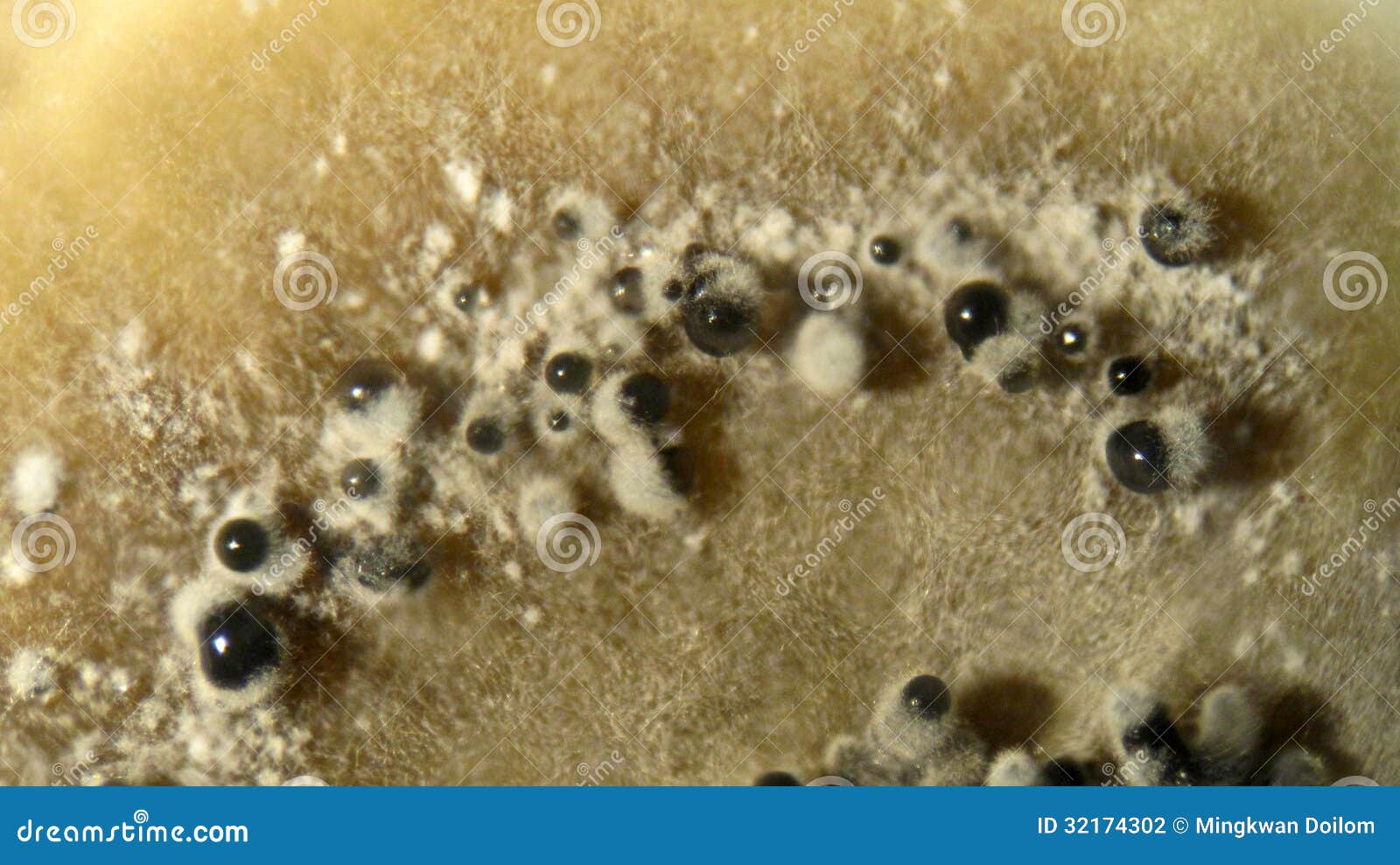 Slimy spore mass of fungi stock photo. Image of fungi - 32174302