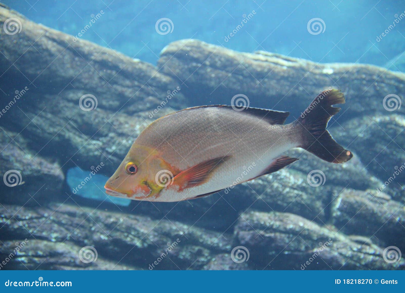 Slinger Fish (Chrysoblephus Puniceus) Stock Photo - Image of ...