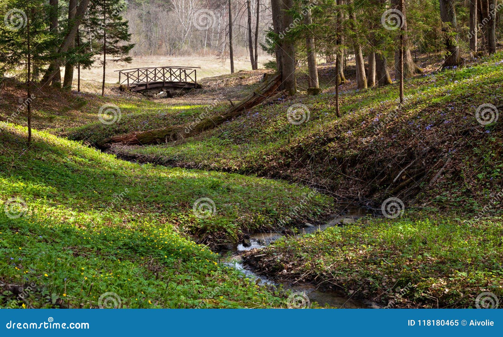 Slingerende Beek in Het Bos Stock Afbeelding - Image of rommelig, beek ...