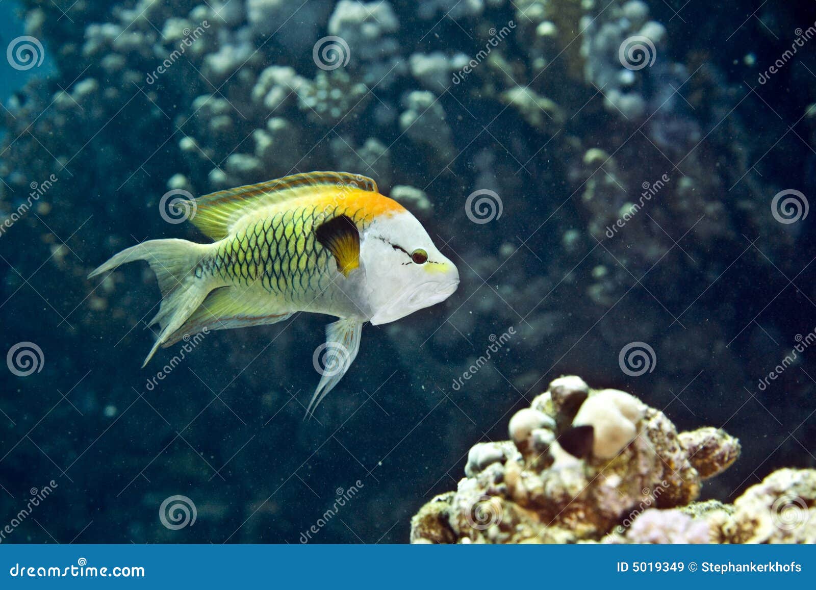 Slingjaw Wrasse (epibulus Insidiator) Stock Image - Image of aquatic ...