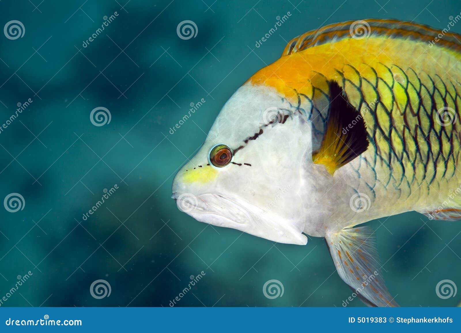 Slingjaw Wrasse Juvenile