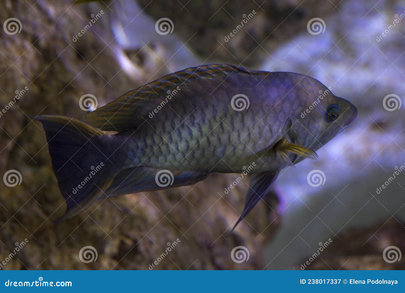 The Slingjaw Wrasse Epibulus Insidiator. Stock Image - Image of tank ...
