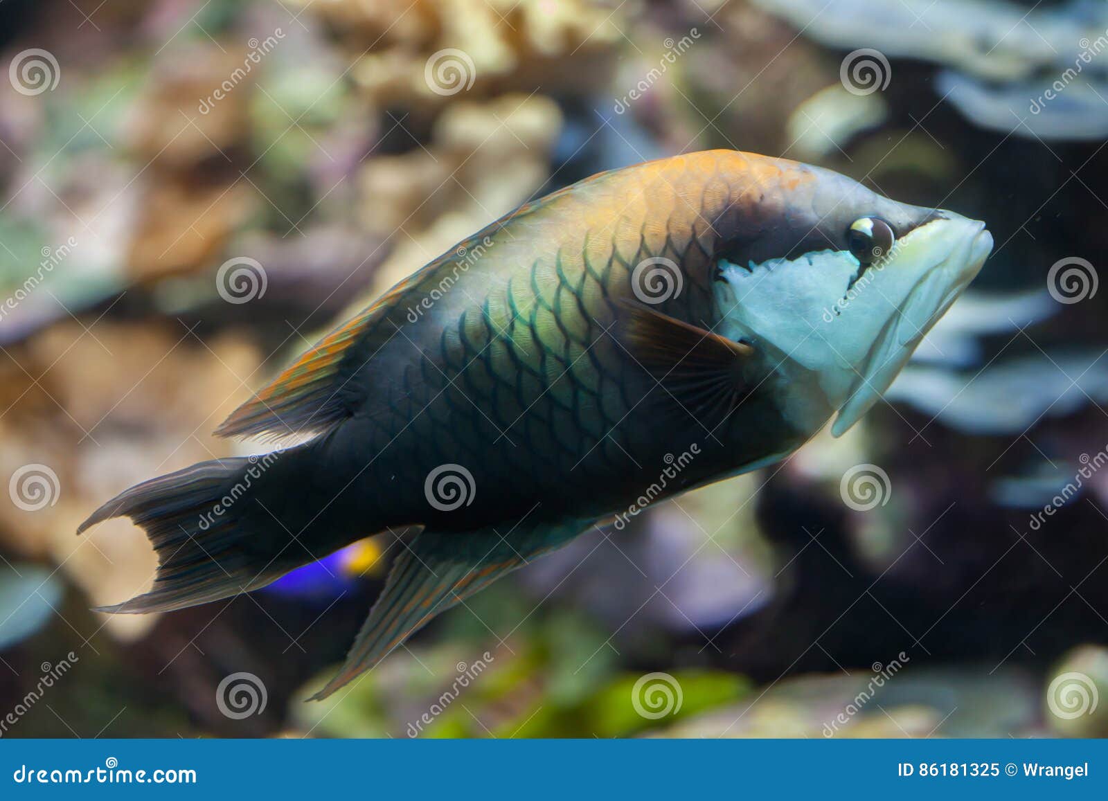 Slingjaw Wrasse Epibulus Insidiator. Stock Image - Image of sling ...