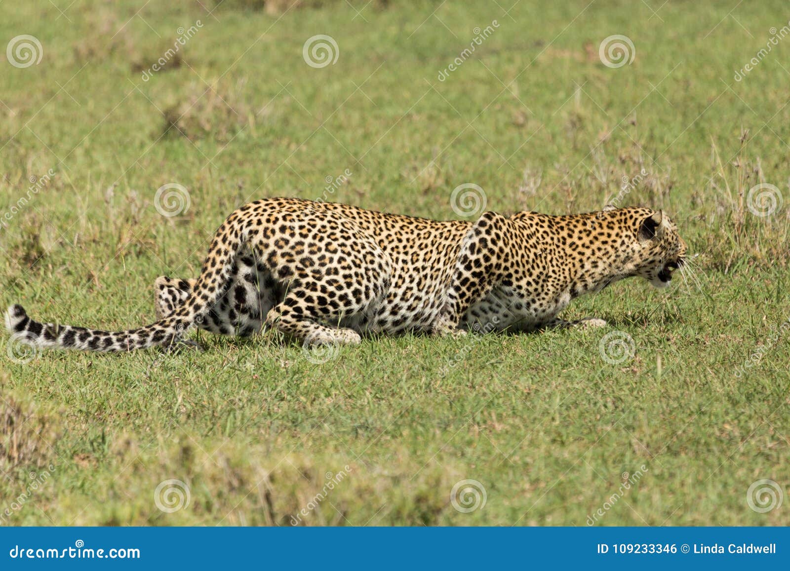 Slinking Leopard in the Grass Stock Photo - Image of feline, kenya ...
