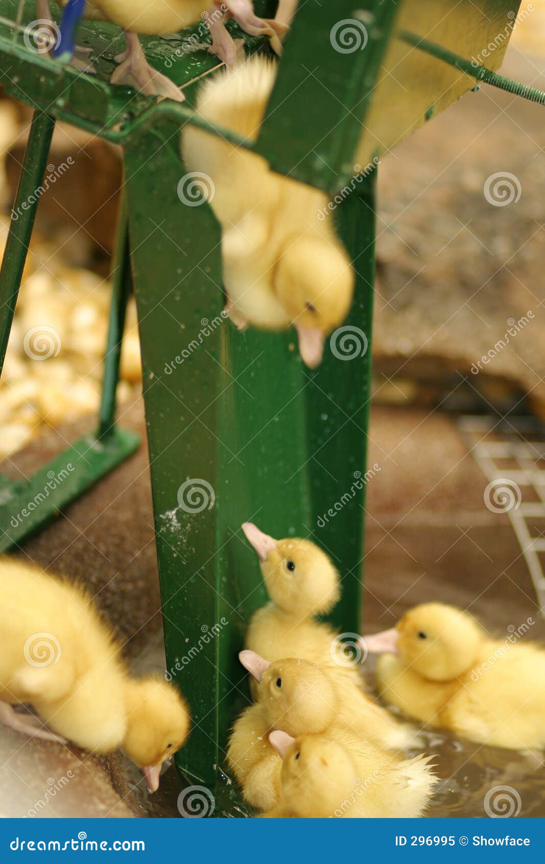 Slip n Slide stock image. Image of cute, farmyard, quack - 296995
