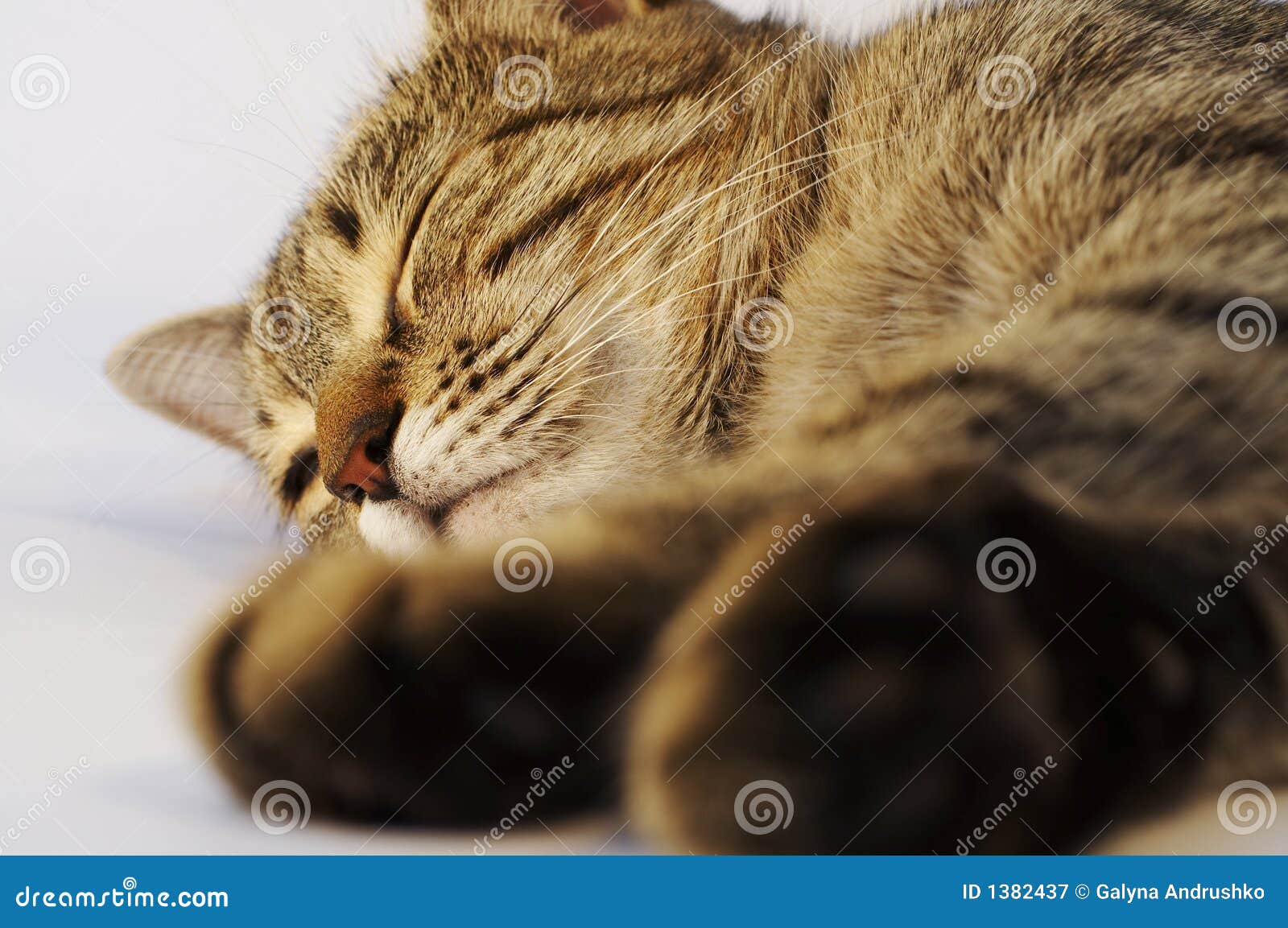 Sliping cat stock image. Image of relaxing, kitty, relax - 1382437