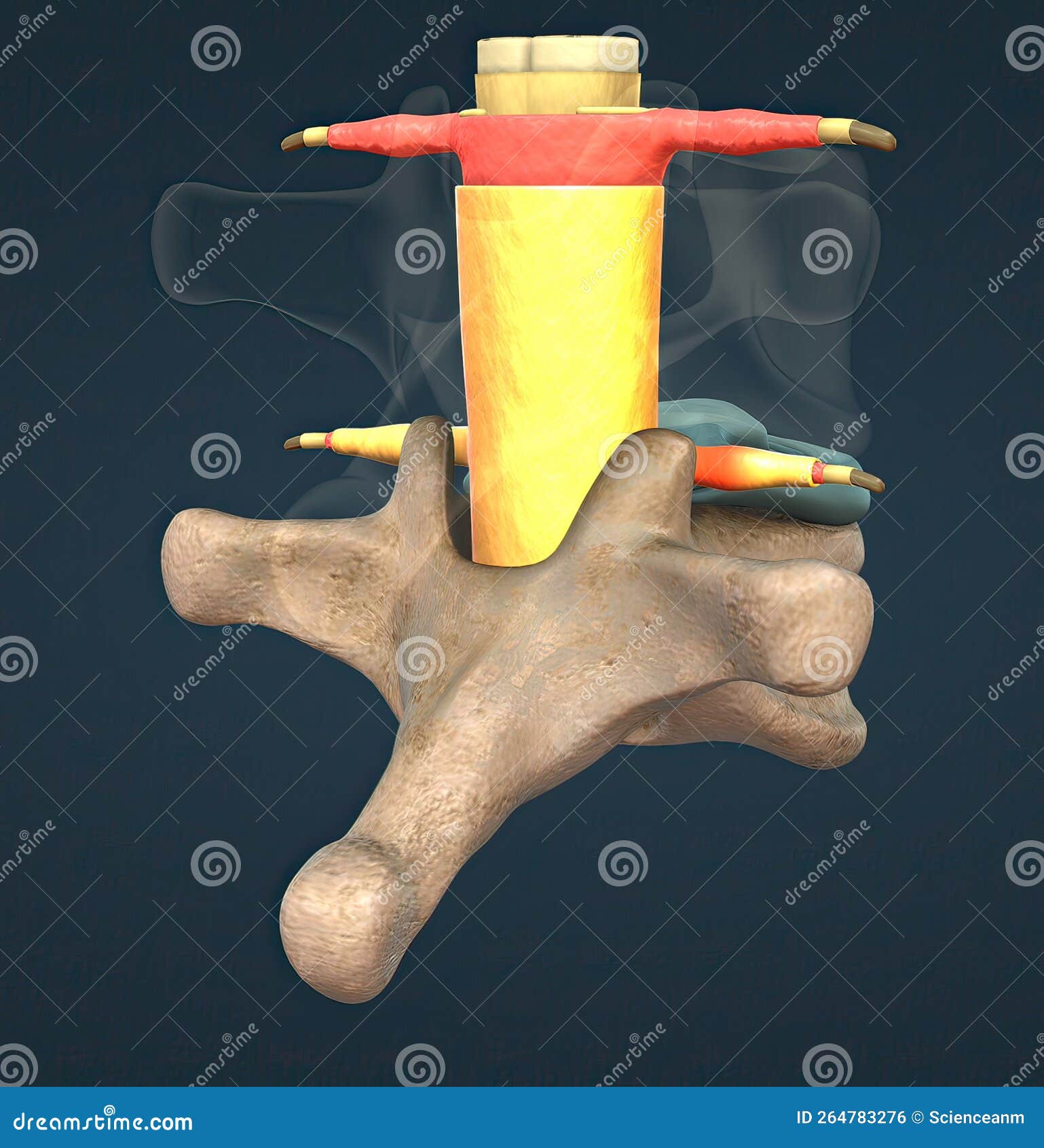 Prolapsed Cartoons, Illustrations & Vector Stock Images - 97 Pictures ...