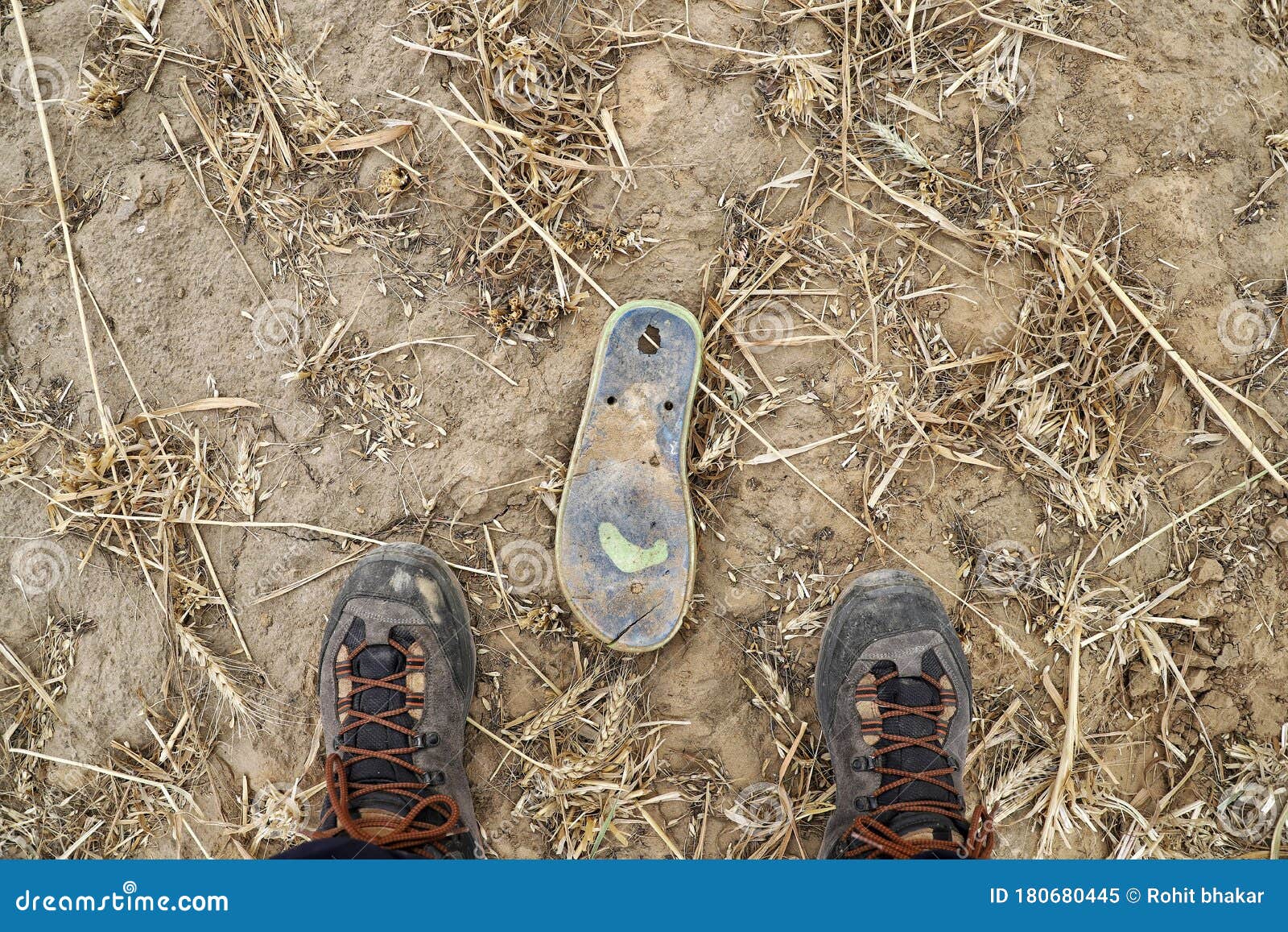Harvesting crops editorial image. Image of streets, crops - 180680445