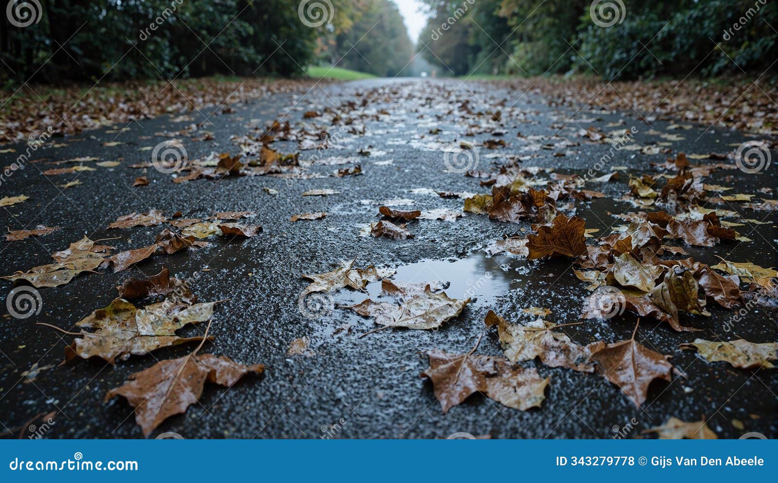 Slippery Driveway Covered in Damp Leaves Creating a Hazard in Dim Rainy ...