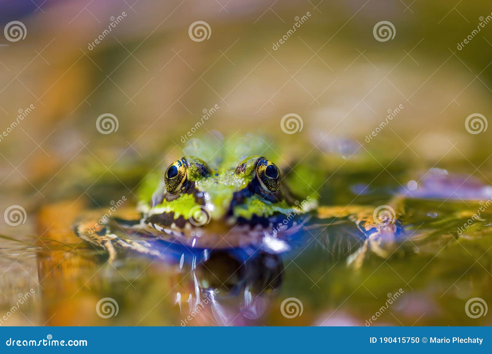 Slippery Frog in a Pond in Nature Stock Photo - Image of frog, close ...