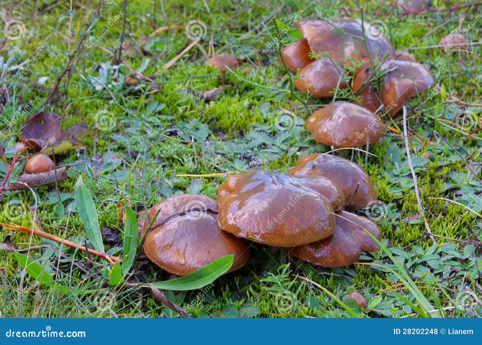 Slippery Jack stock photo. Image of macro, edible, closeup - 28202248