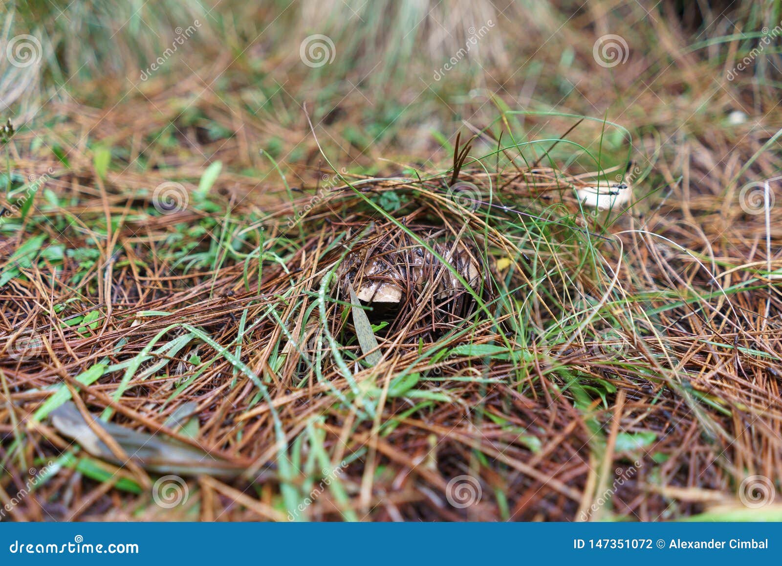Slippery Jack Edible Mushroom Hiding Under the Layer of Pine Needles ...