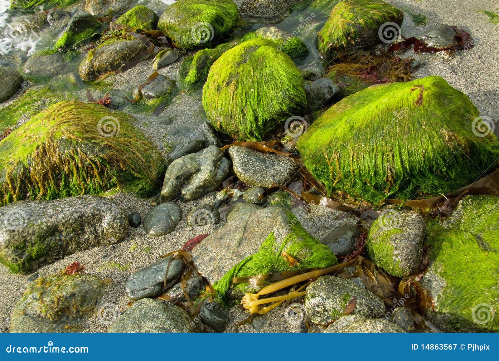 Slippery Shore Stones stock image. Image of coastal, seaweed - 14863567