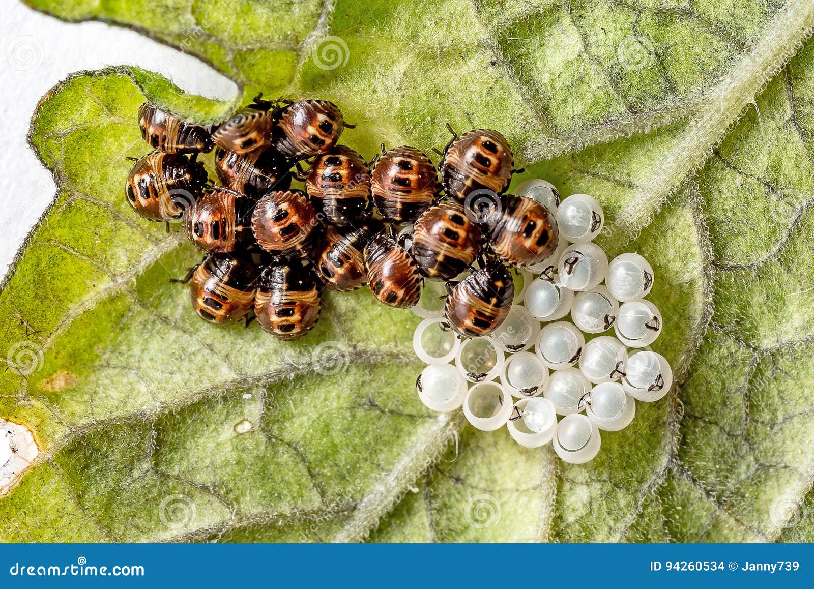 Slipping ladybug larvae stock photo. Image of larva, polyphaga - 94260534