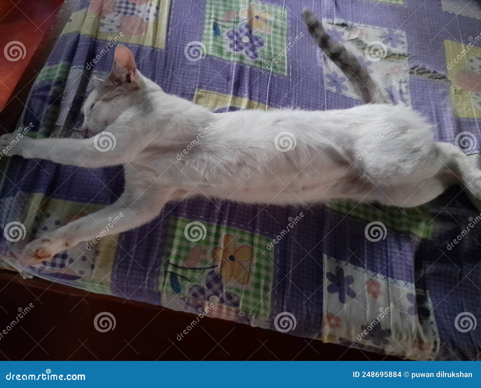 Slipping style of cat stock photo. Image of funny, style - 248695884
