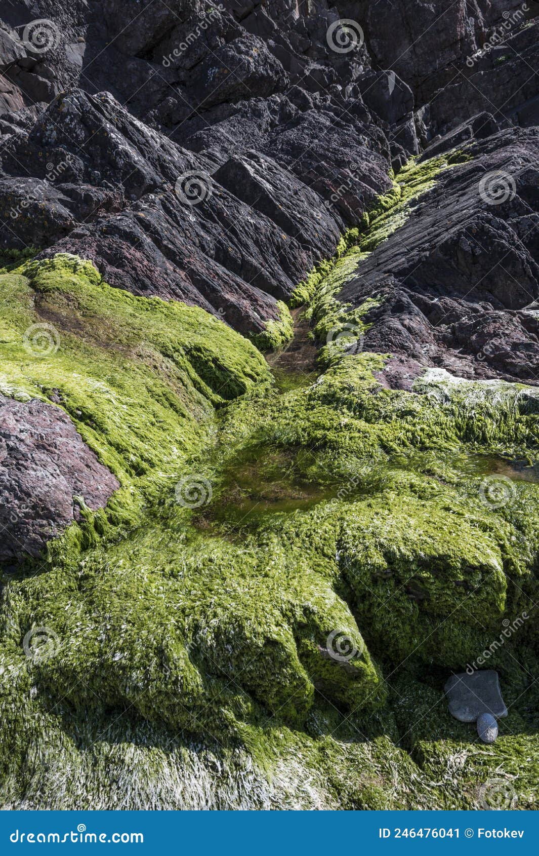 Slippery Moss Growing on Side of Rocks Stock Image - Image of fresh ...
