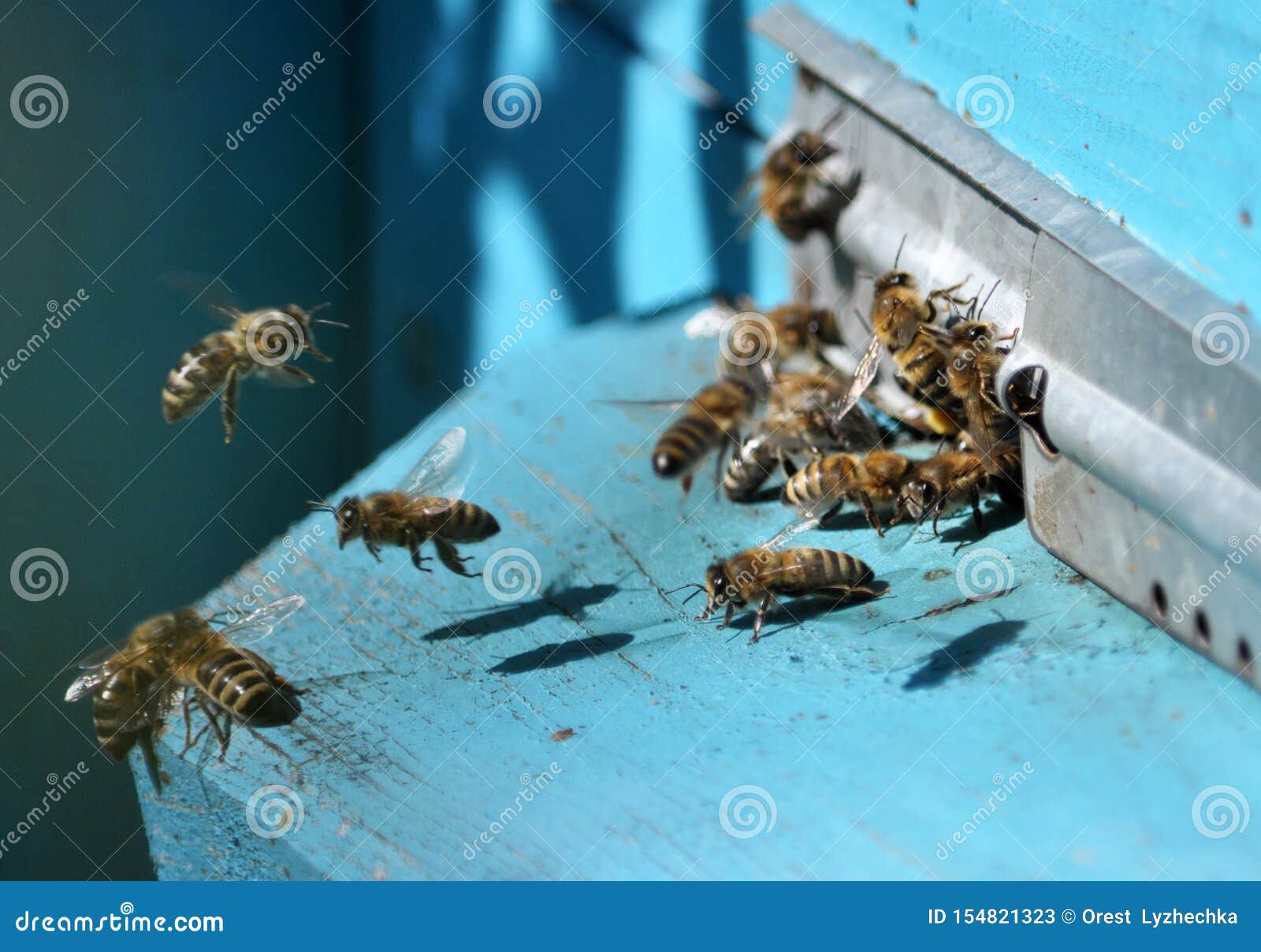 Through the Slit, the Bees Fly into the Hive Stock Image - Image of ...