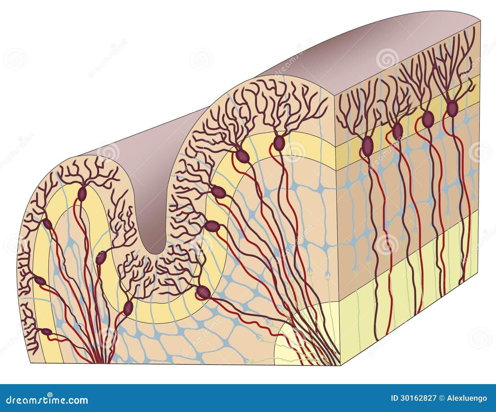 Human Cerebral Cortex Royalty Free Stock Photography - Image: 30162827