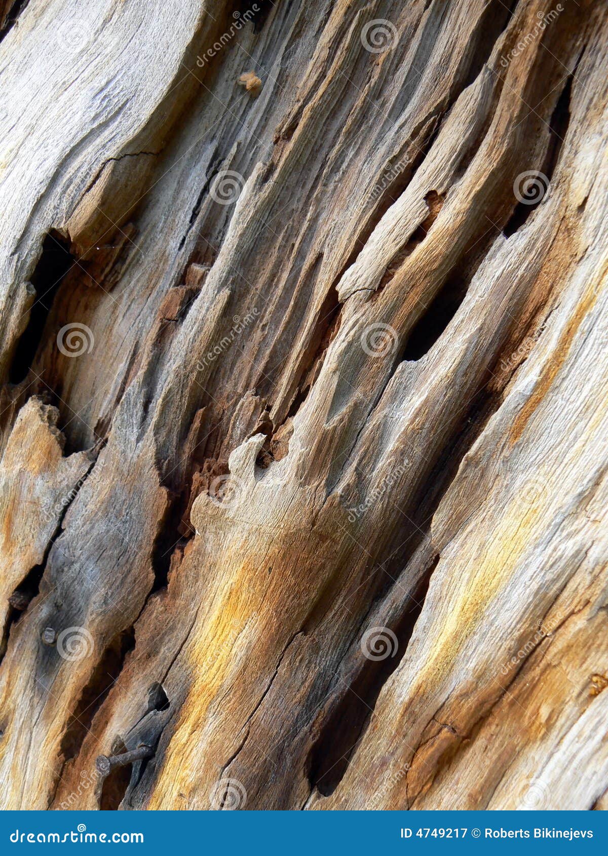 Slitage tree som ridas ut fotografering för bildbyråer. Bild av väst ...