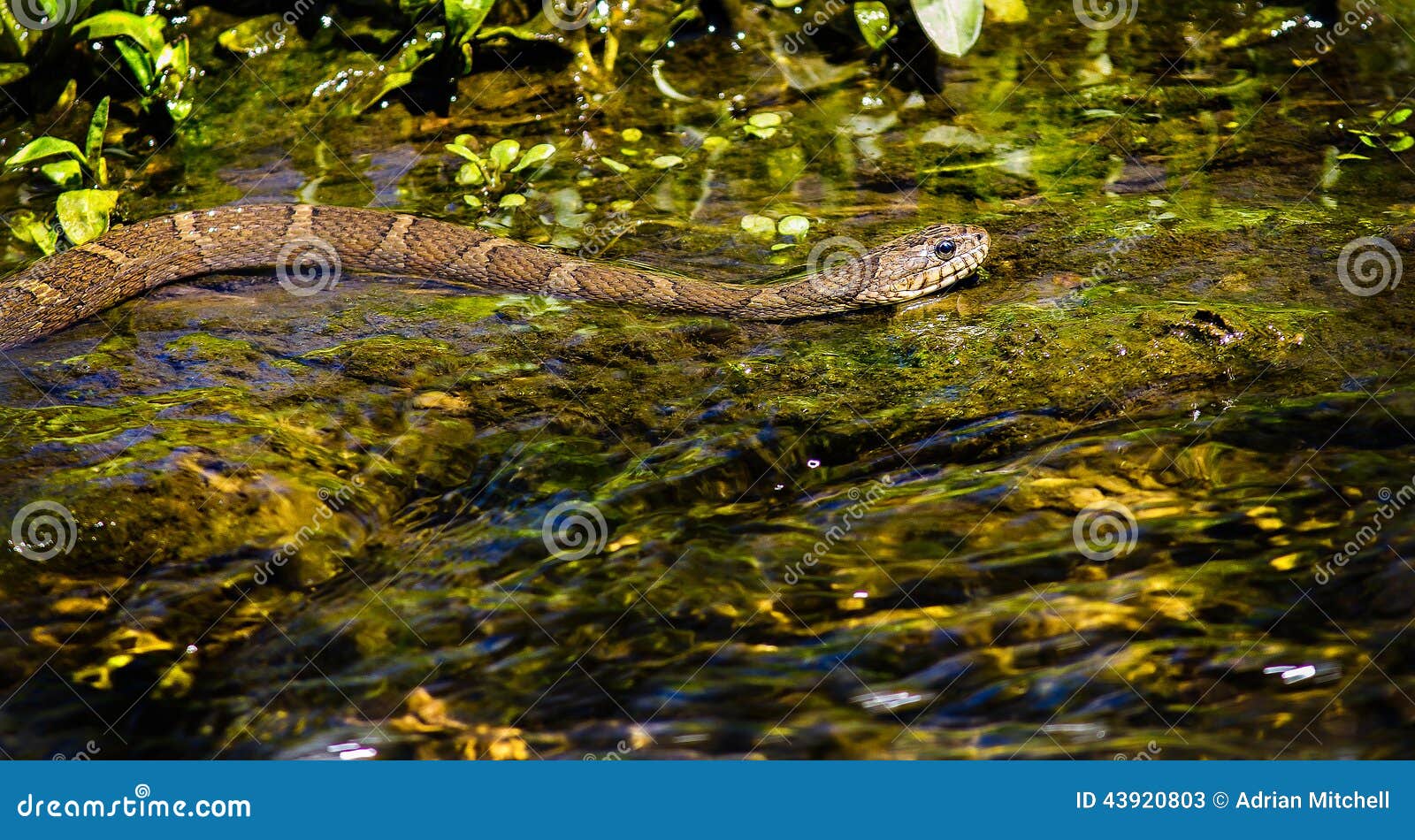 Slither stock image. Image of northern, snake, stream - 43920803