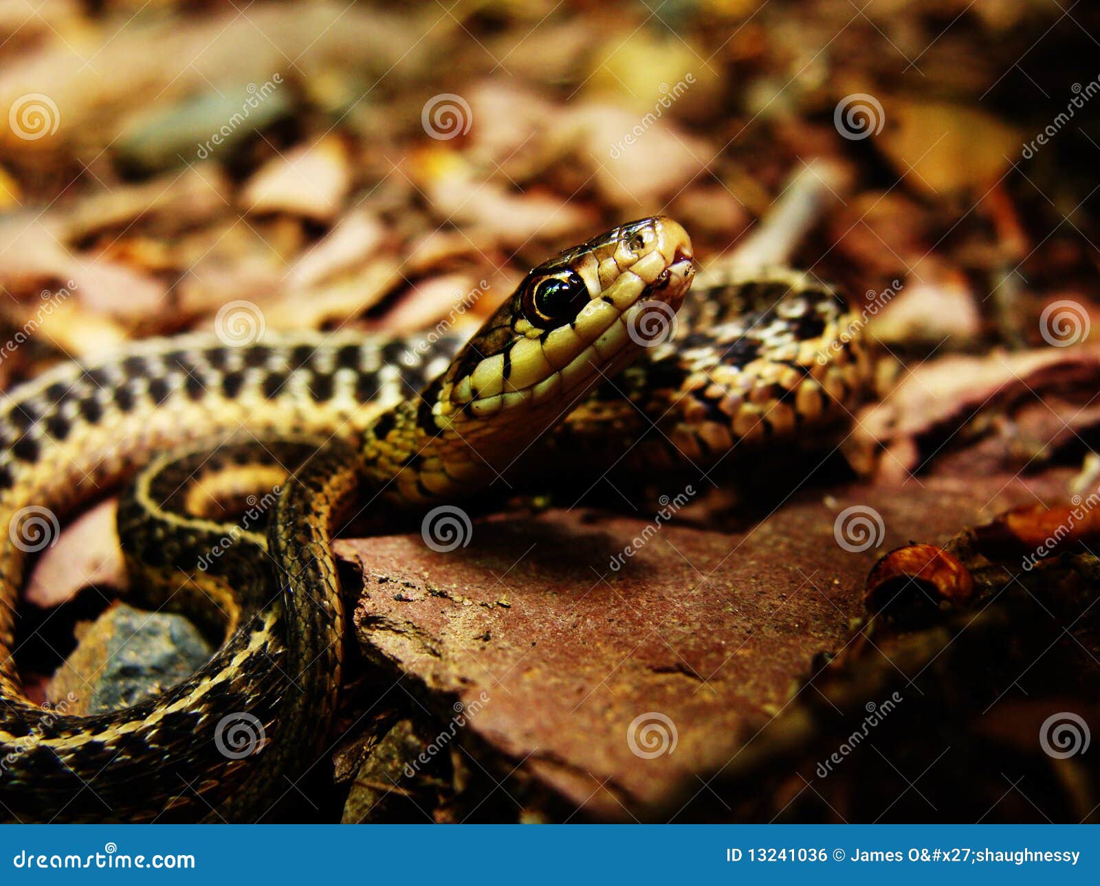 Slitherin Snake stock photo. Image of nature, outdoors - 13241036