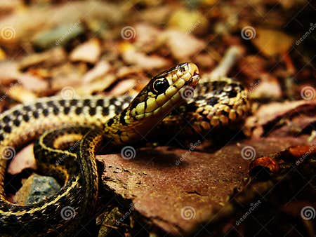 Slitherin Snake stock photo. Image of nature, outdoors - 13241036