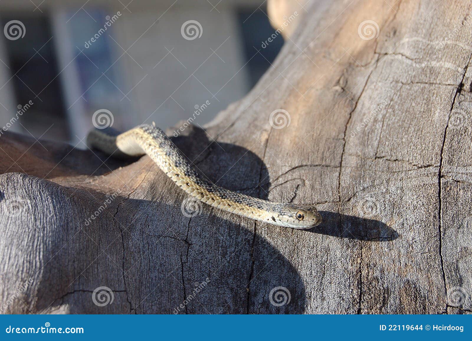 Slithering snake stock photo. Image of snake, slithers - 22119644