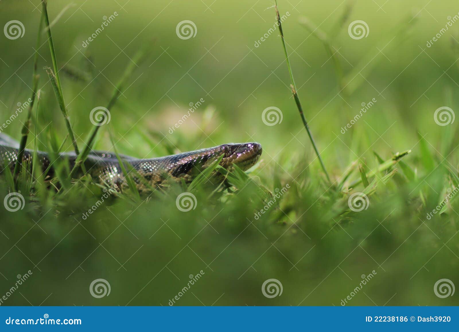 Slithering snake stock photo. Image of grass, animal - 22238186