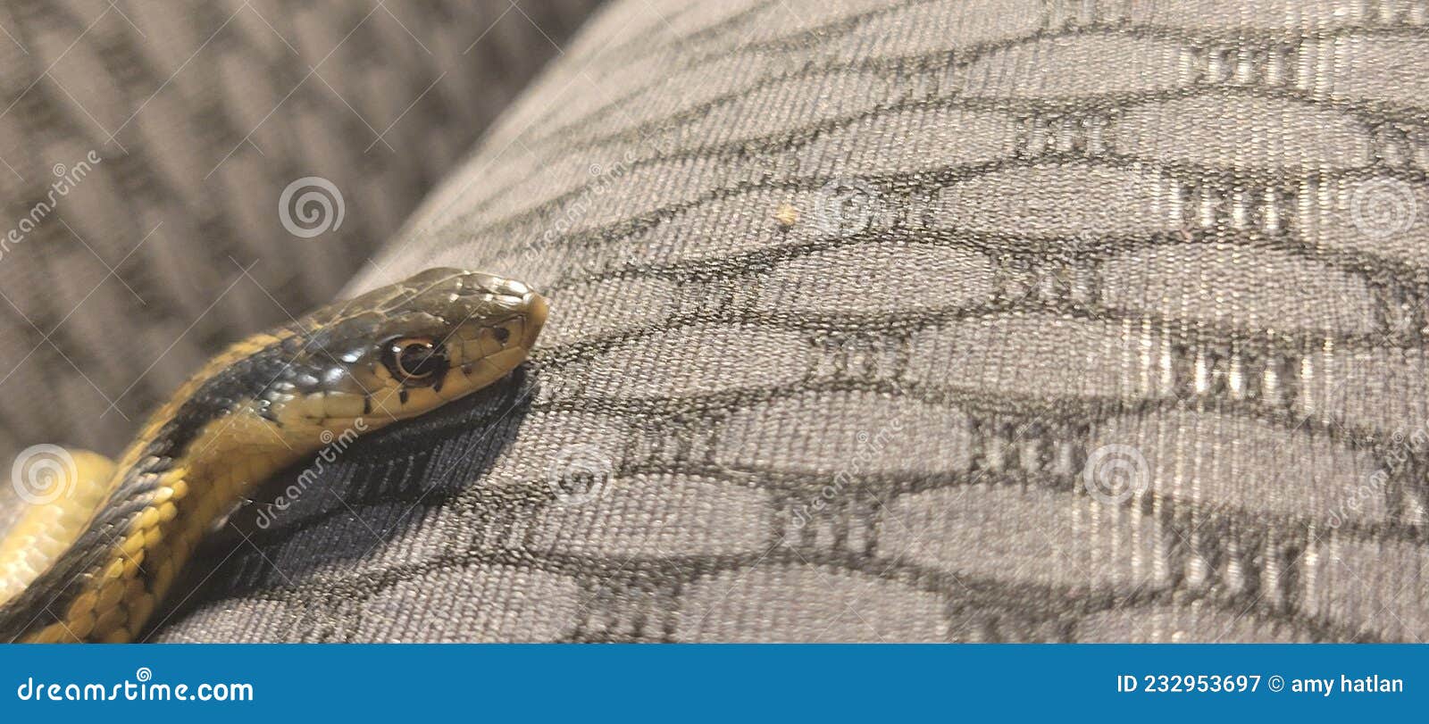 A slithering snake stock image. Image of iron, pattern - 232953697