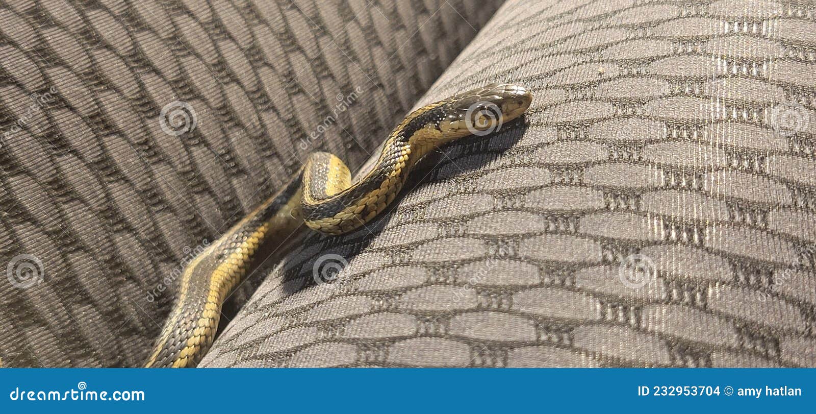 A slithering snake stock photo. Image of frog, lizard - 232953704