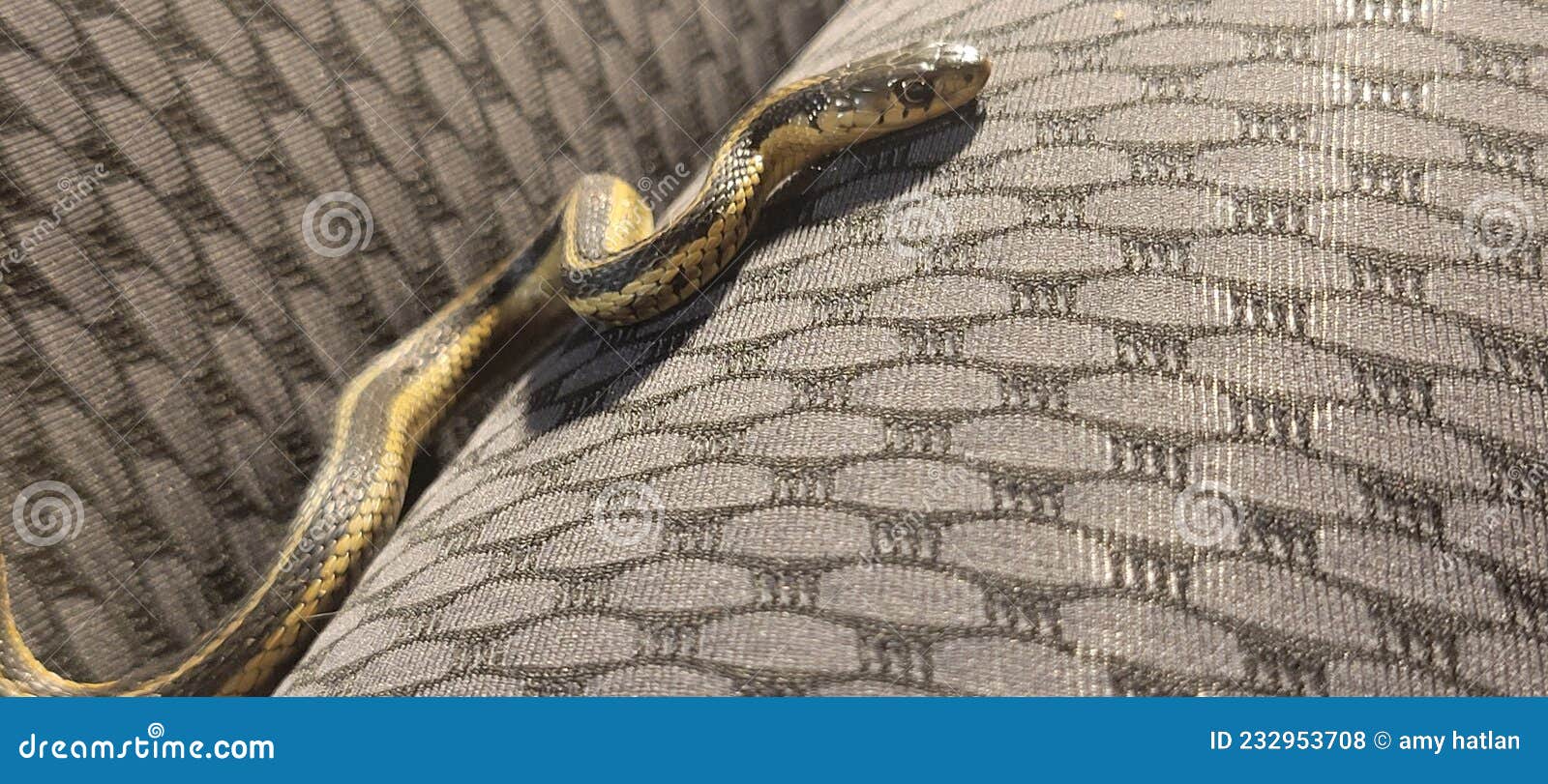 A slithering snake stock photo. Image of hand, lizard - 232953708