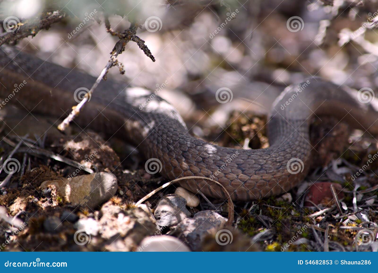 Slithering Snake stock image. Image of landscape, gravel - 54682853