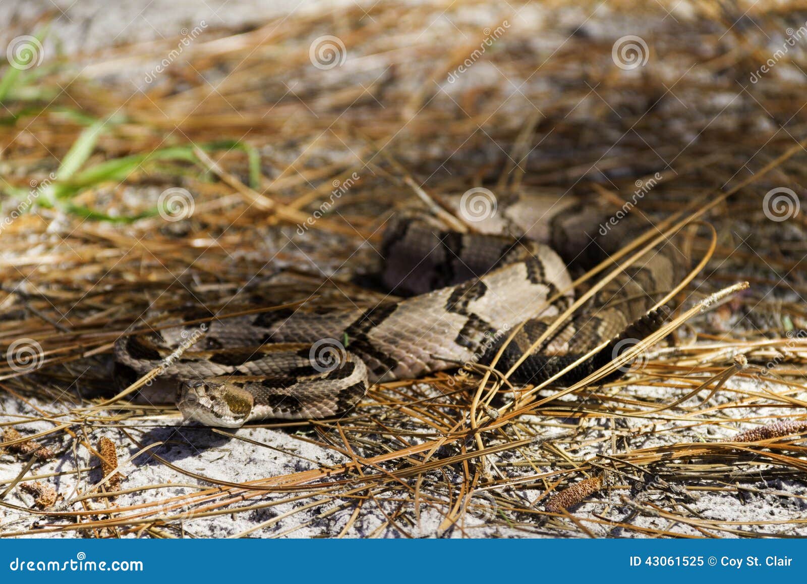 Slithering Timber Rattlesnake Stock Image - Image of rattlesnake ...