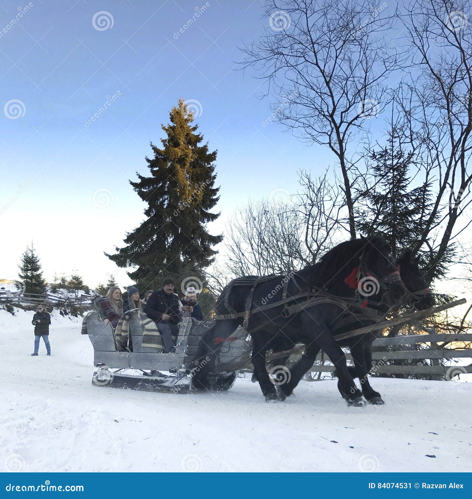 Slitta trainata da cavalli fotografia editoriale. Immagine di bianco ...