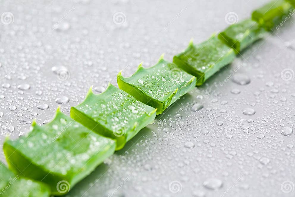Slitting leaf stock photo. Image of growing, aloe, isolation - 3778822