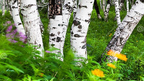 Sliver birch in Nei Mongol stock image. Image of environment - 33236343