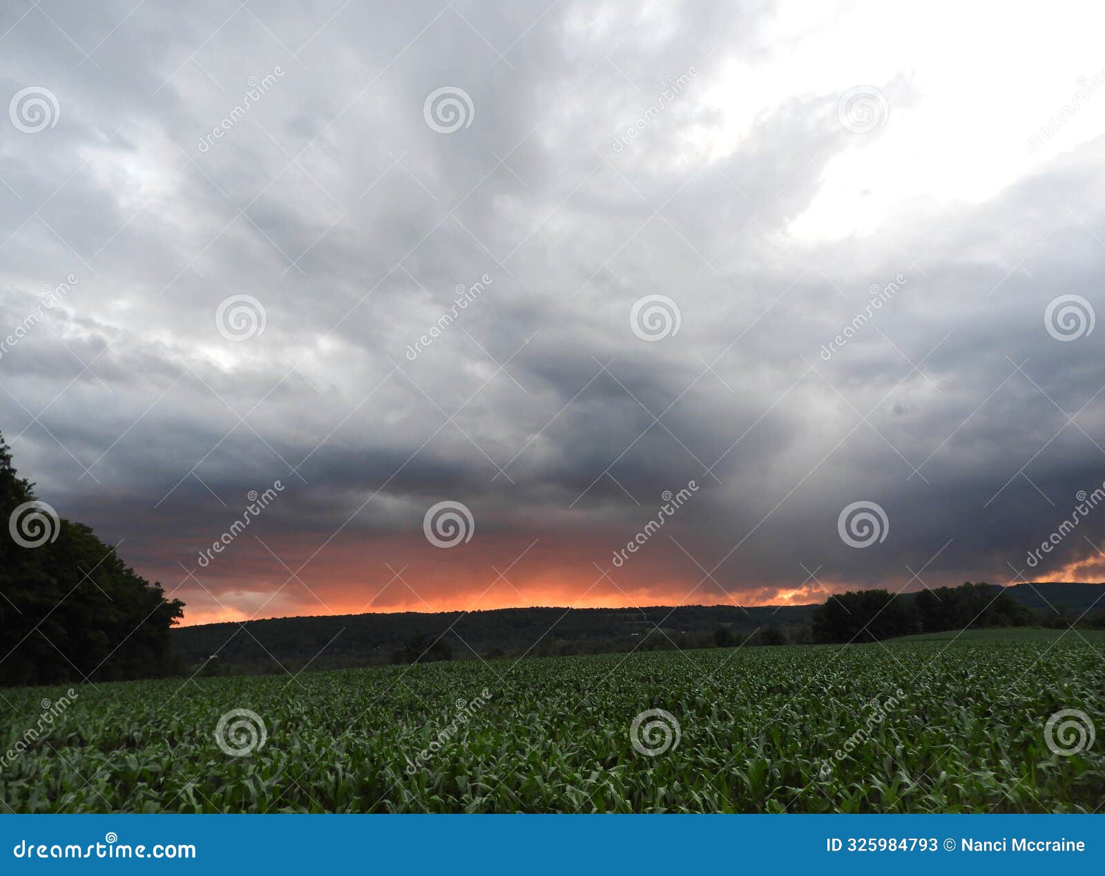 Sliver of Orange Sunset Over Green Corn Field in NewYork FingerLakes ...