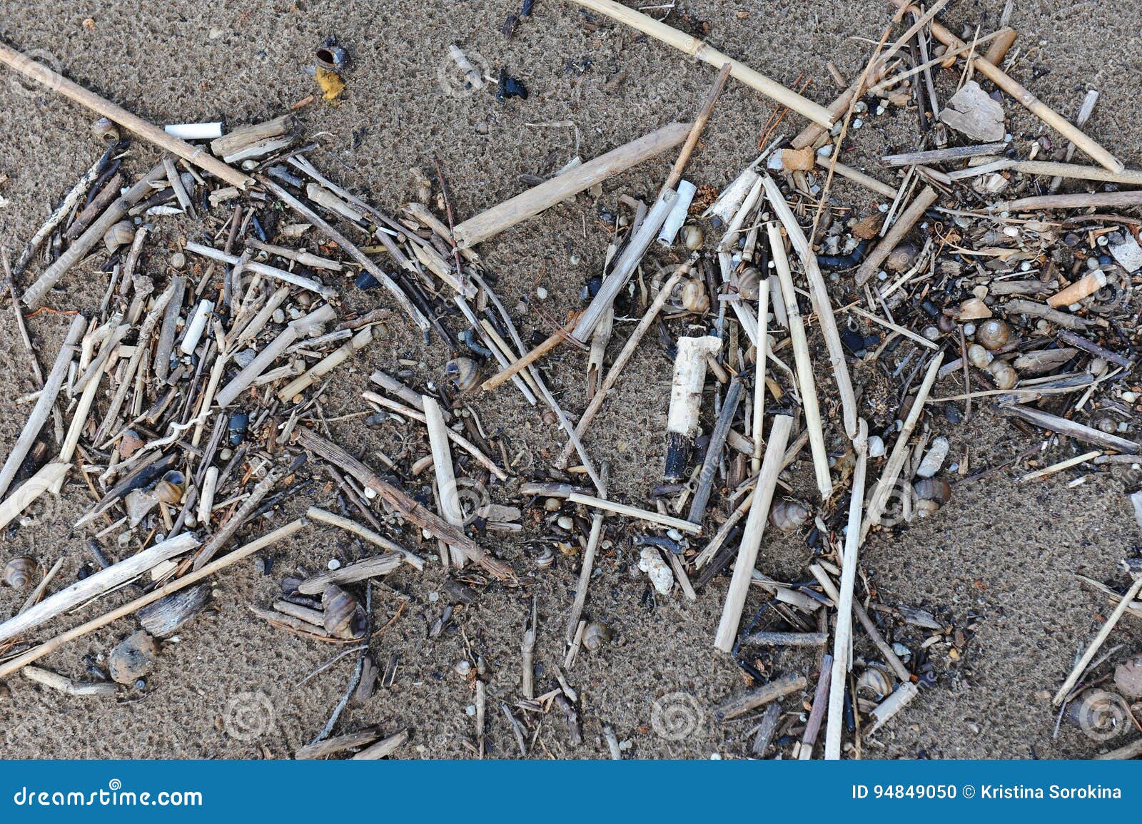 Slivers and Seashells on the Coastal Sand Stock Photo - Image of ...