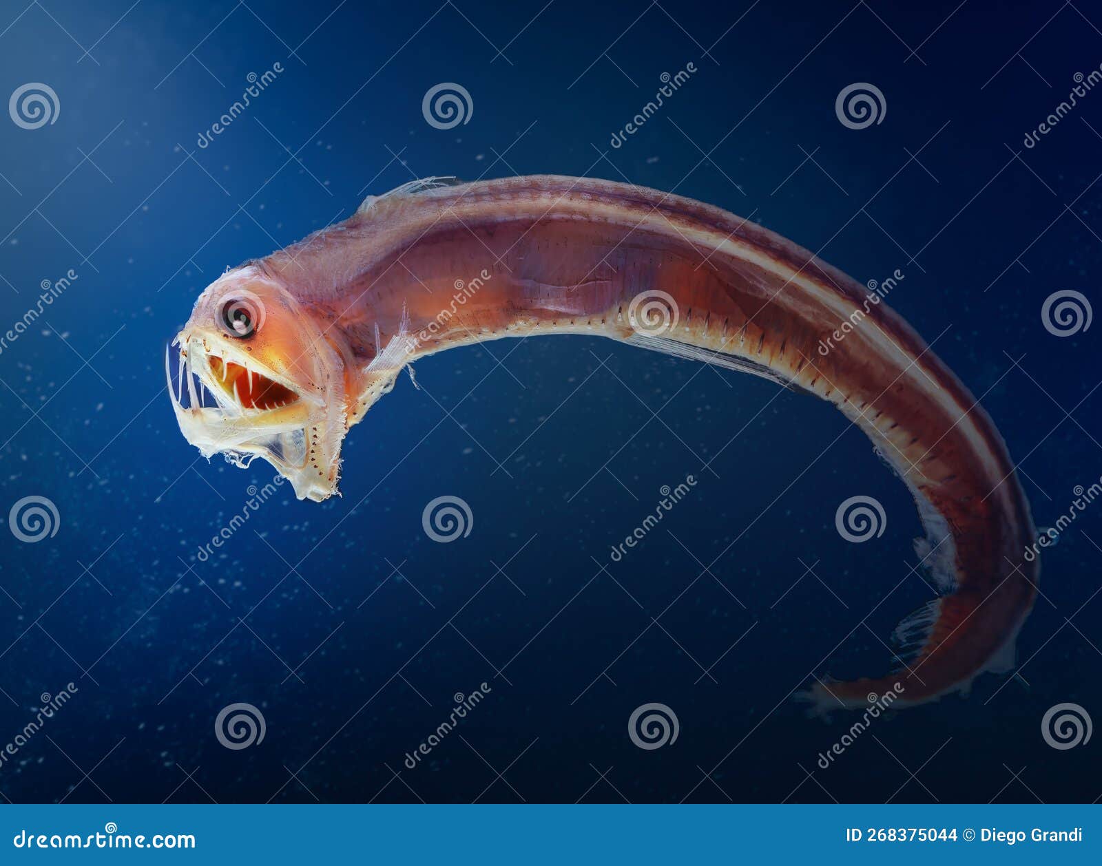 Sloane Viperfish Chauliodus Sloani Stock Photo - Image of species ...