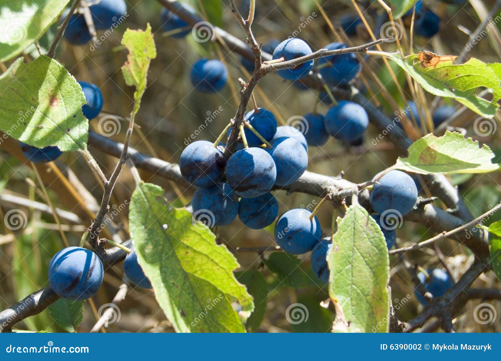 Sloe stock photo. Image of botany, lush, botanic, summer - 6390002