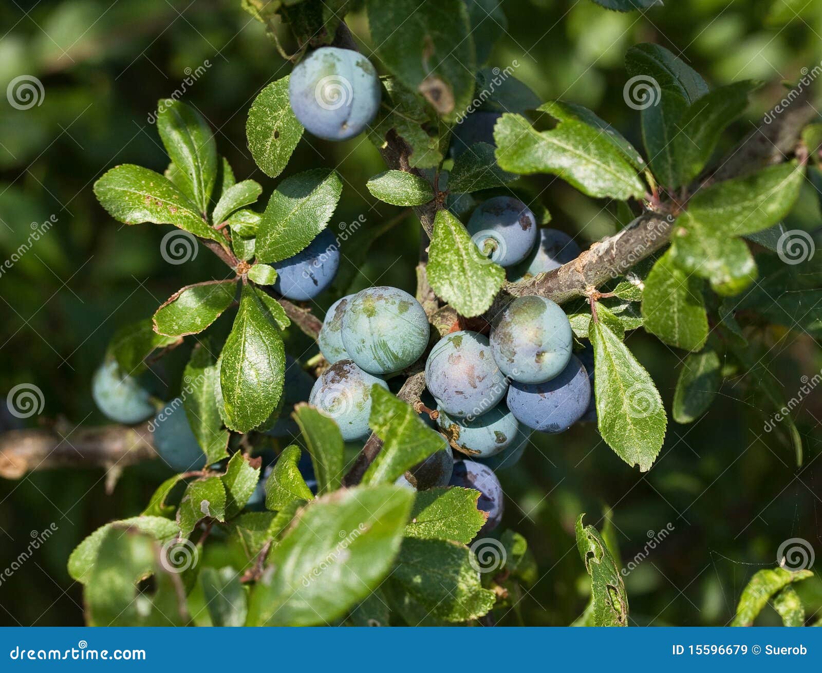Sloe Berries stock image. Image of jelly, wild, countryside - 15596679