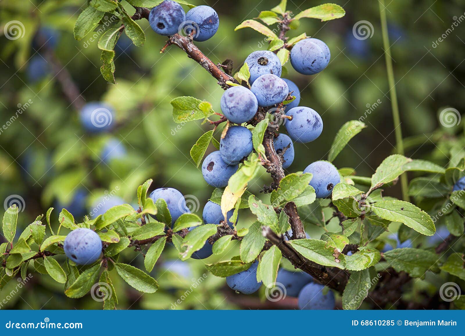 Sloe berries stock image. Image of thorny, rural, liqueur - 68610285