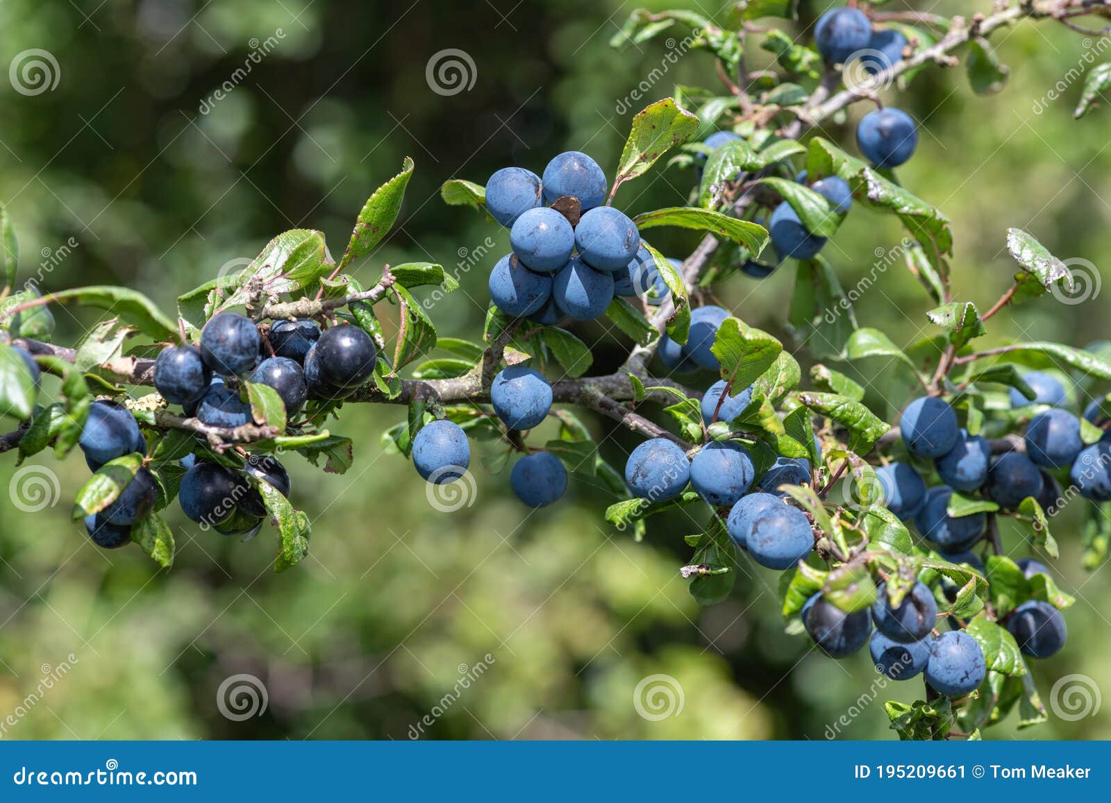 Sloe berries stock image. Image of blackthorn, tree - 195209661