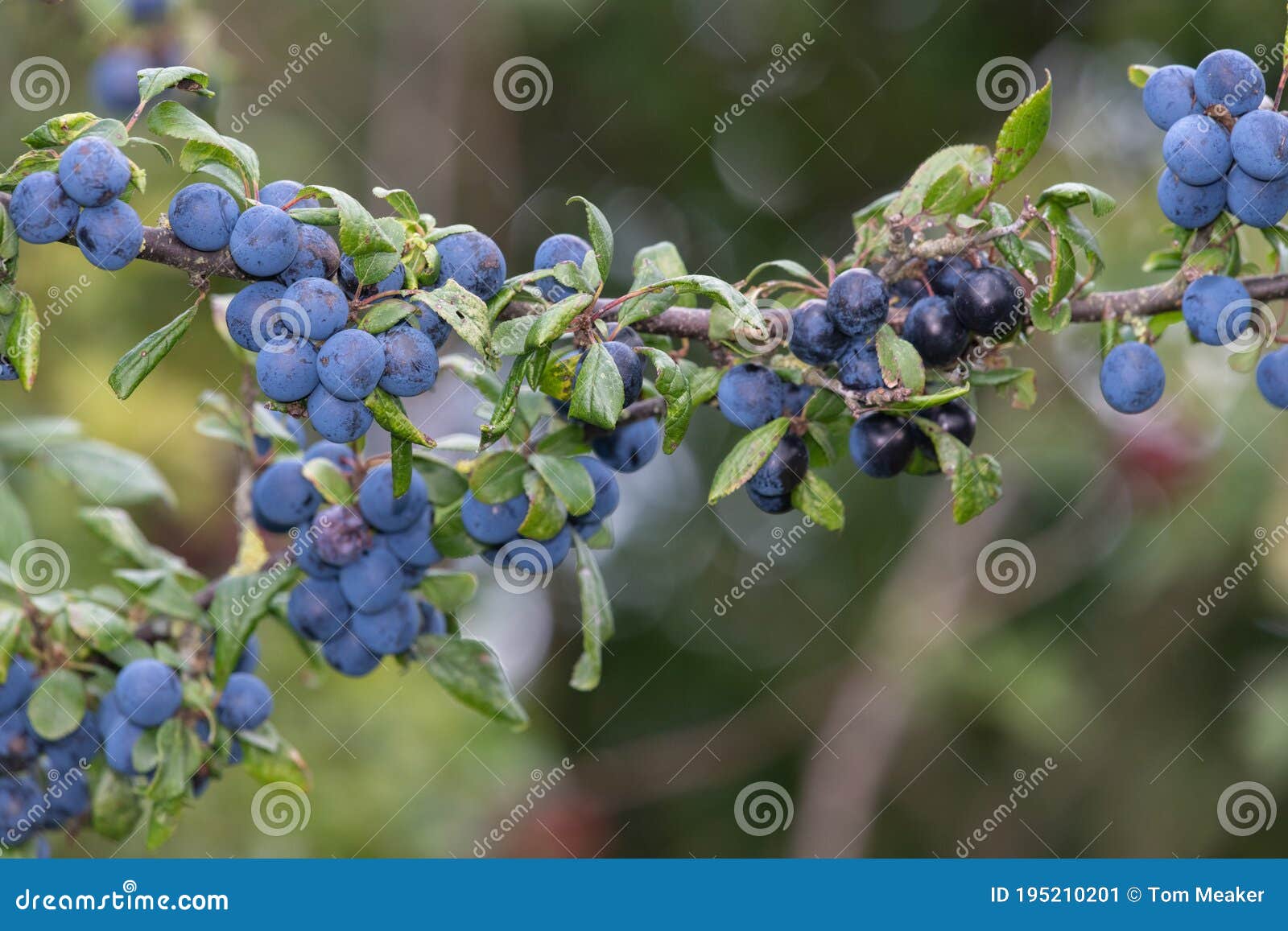 Sloe berries stock image. Image of roasaceae, closeup - 195210201