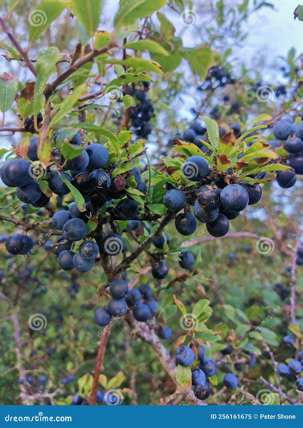 Sloe Berry Fruit Blackthorn Bush Gin Stock Image - Image of green ...