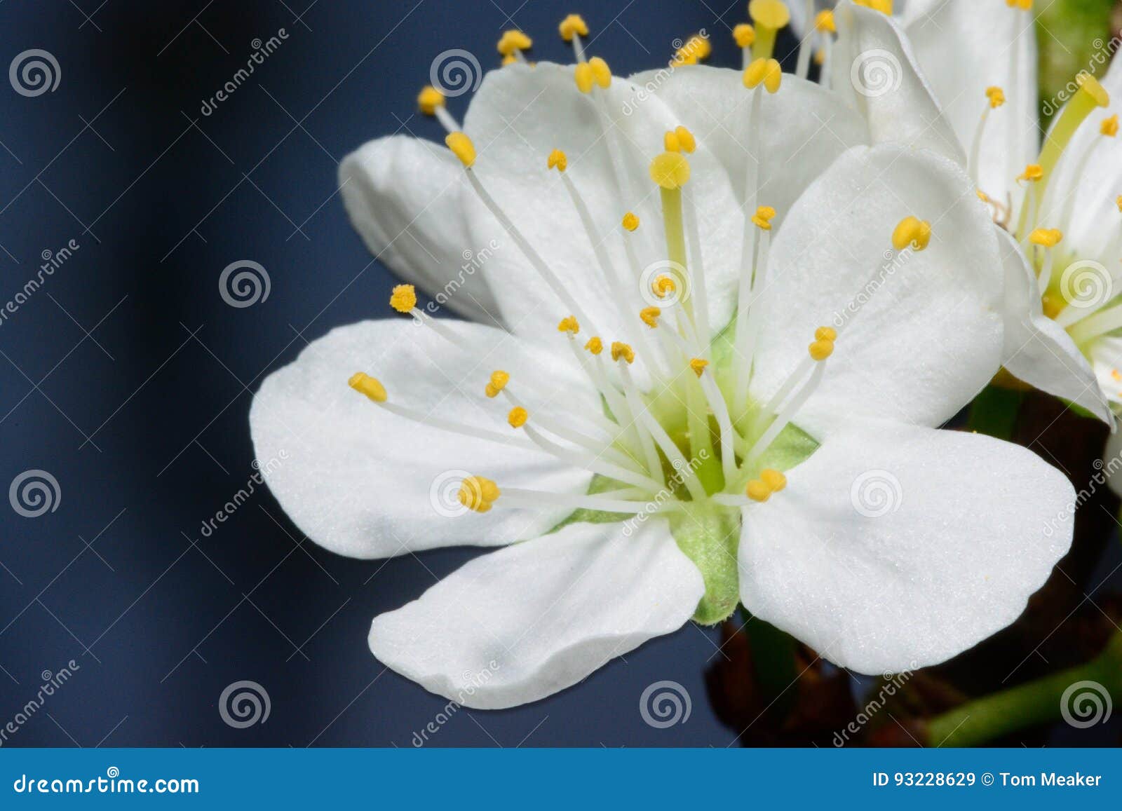 Sloe blossom stock image. Image of blackthorn, nature - 93228629