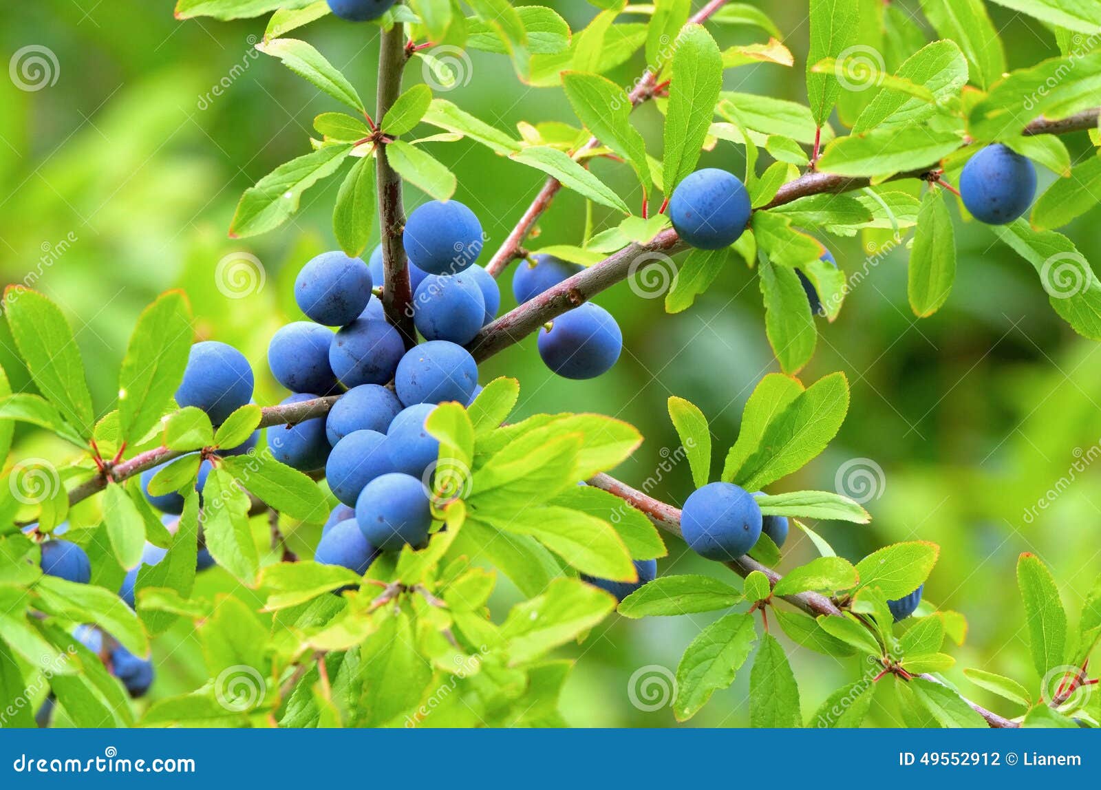 Sloe stock photo. Image of tree, macro, berry, ripe, blue - 49552912